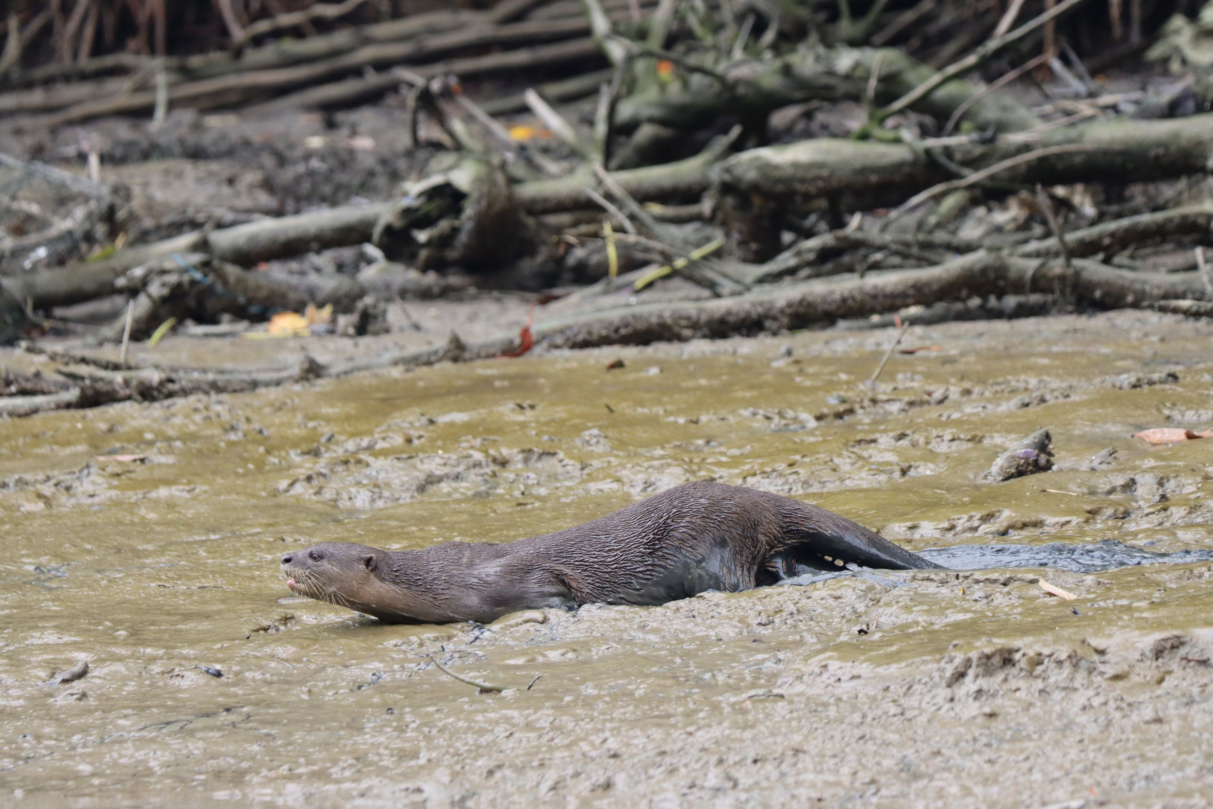 Otters in Asia — International Otter Survival Fund