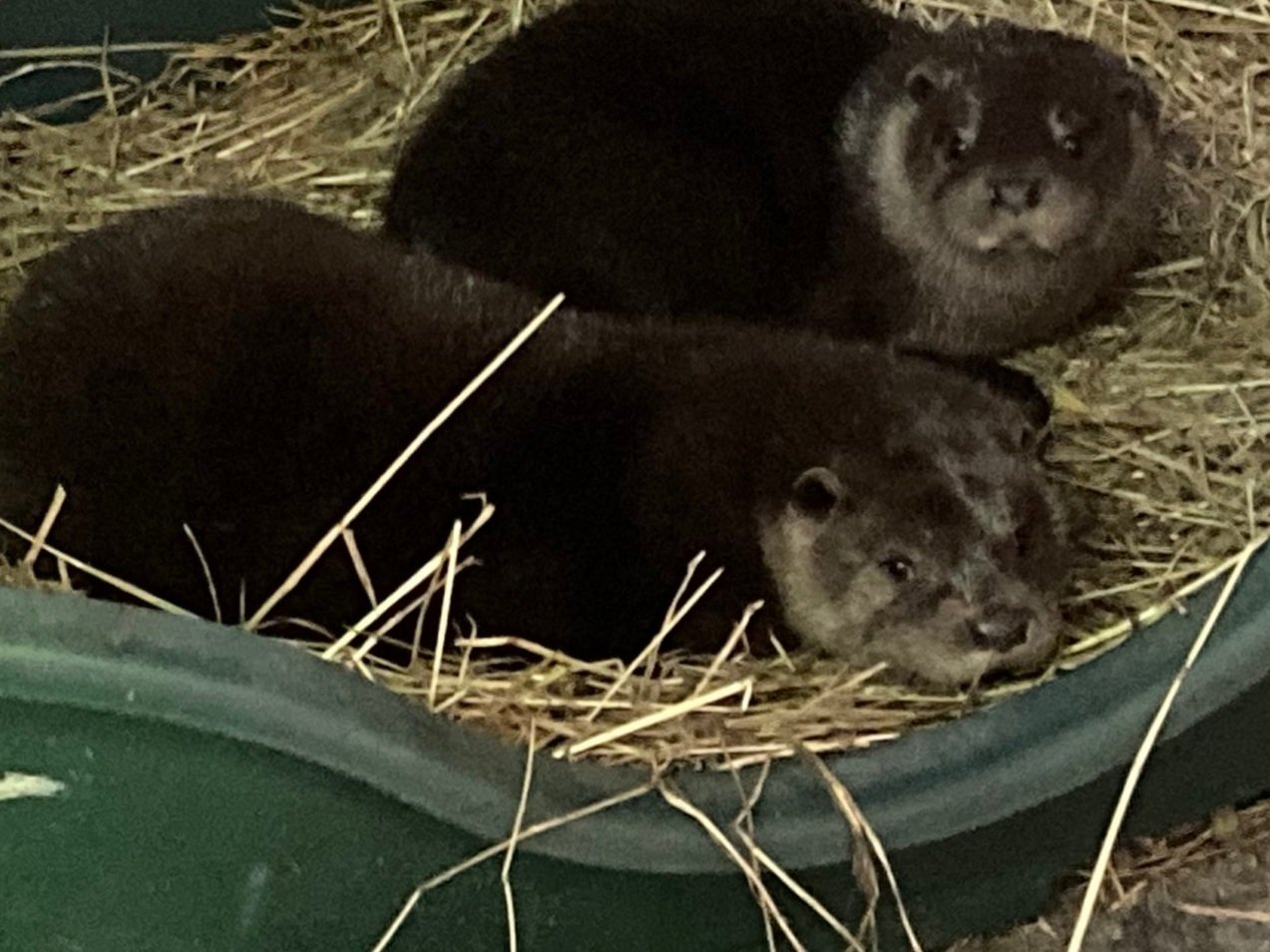 Meet the Otters — International Otter Survival Fund
