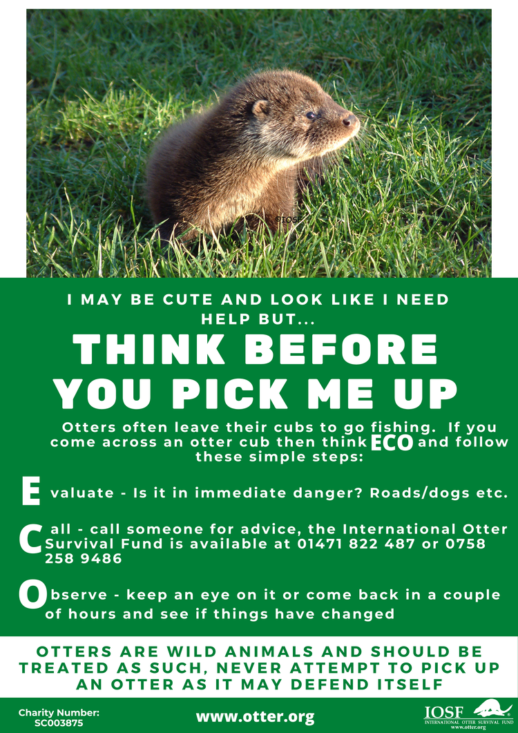 Rehabilitation and Release — International Otter Survival Fund