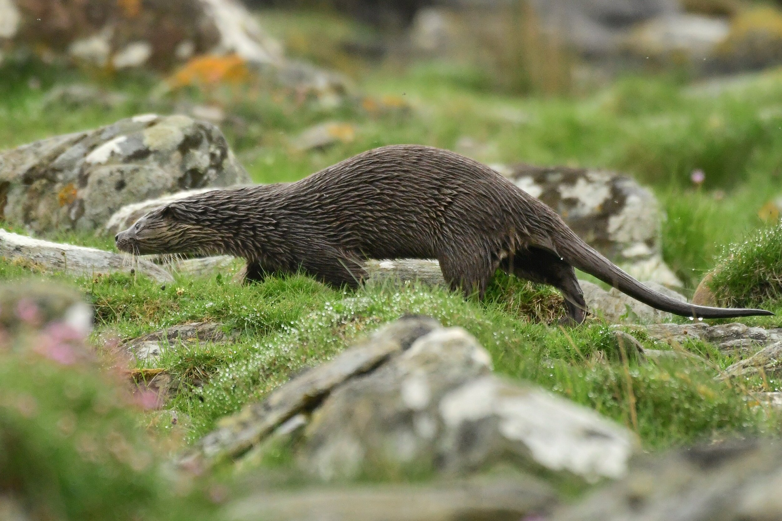 Otters in Europe — International Otter Survival Fund