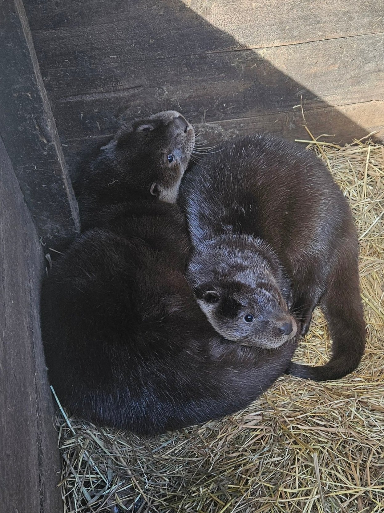 Meet the Otters — International Otter Survival Fund