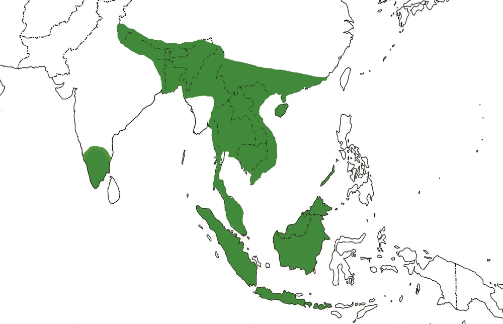 Asian Small-clawed Otter — International Otter Survival Fund