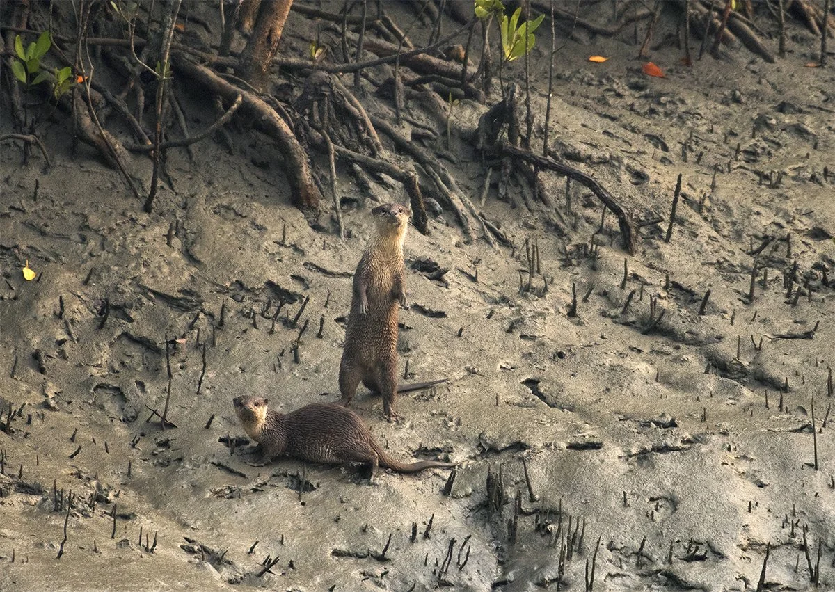 Our work - Projects — IOSF