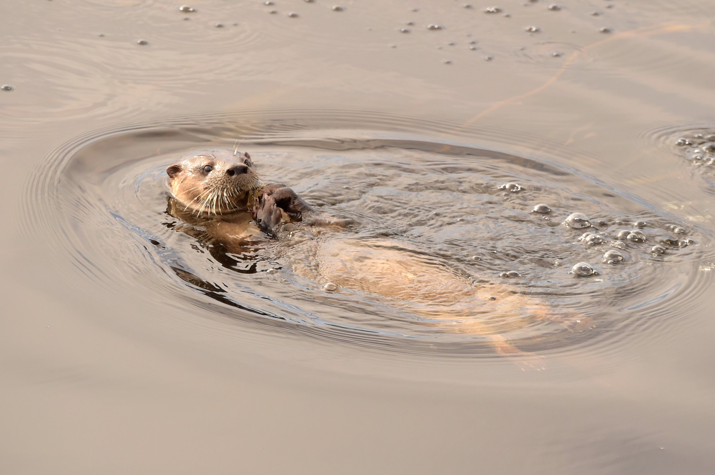 Southern River Otter — International Otter Survival Fund