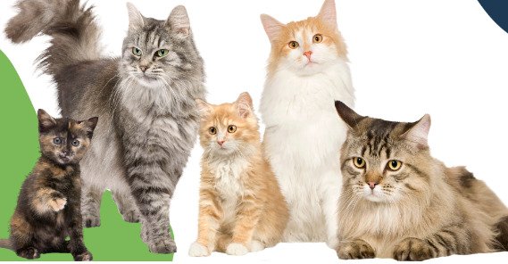 Humane Education — RISPCA