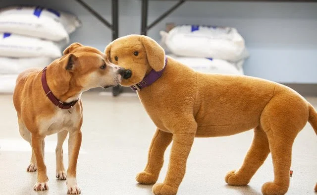 Behavior Support — RISPCA