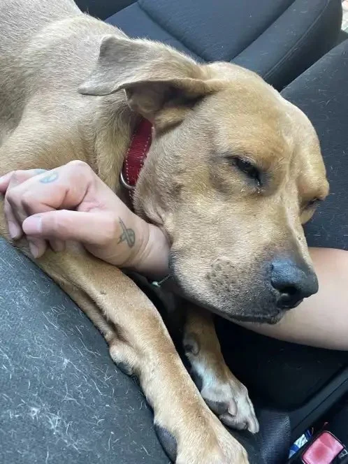 Stop Animal Cruelty — RISPCA