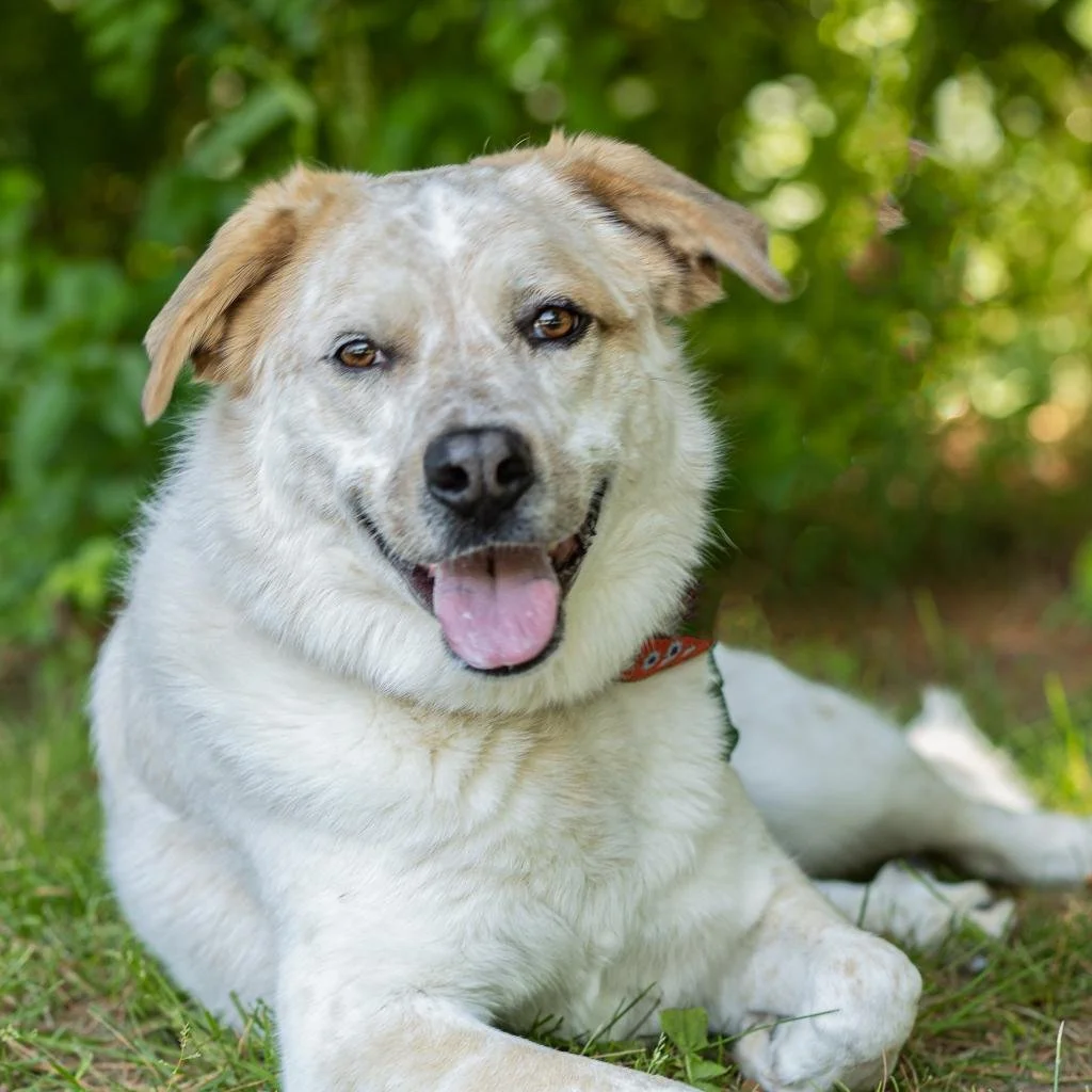 Adoptable Dogs — RISPCA