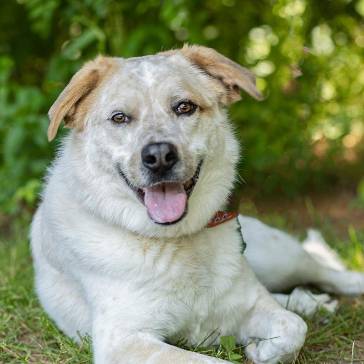 Adoptable Dogs — RISPCA