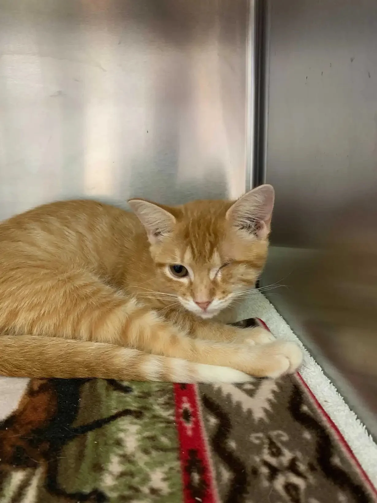 Tails of Hope — RISPCA