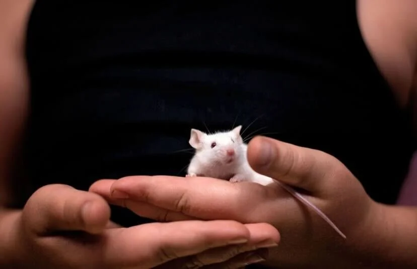 Adoptable Small Animals — RISPCA