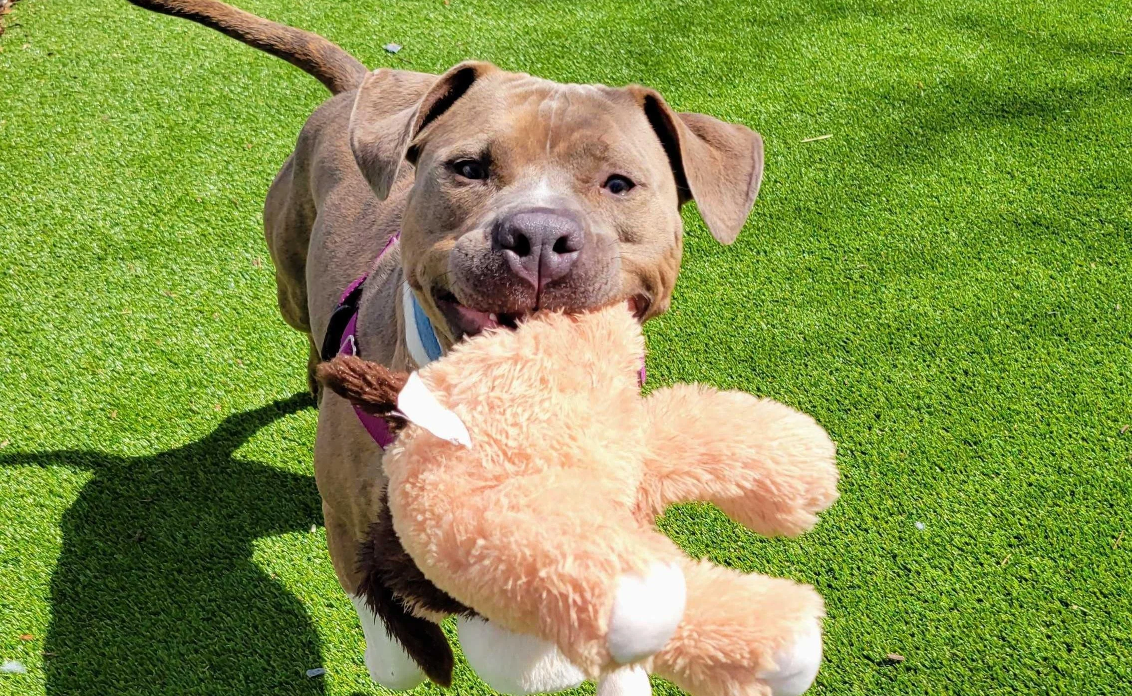 Adoptable Dogs — RISPCA