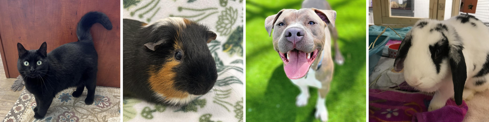 Shelter Animals — RISPCA