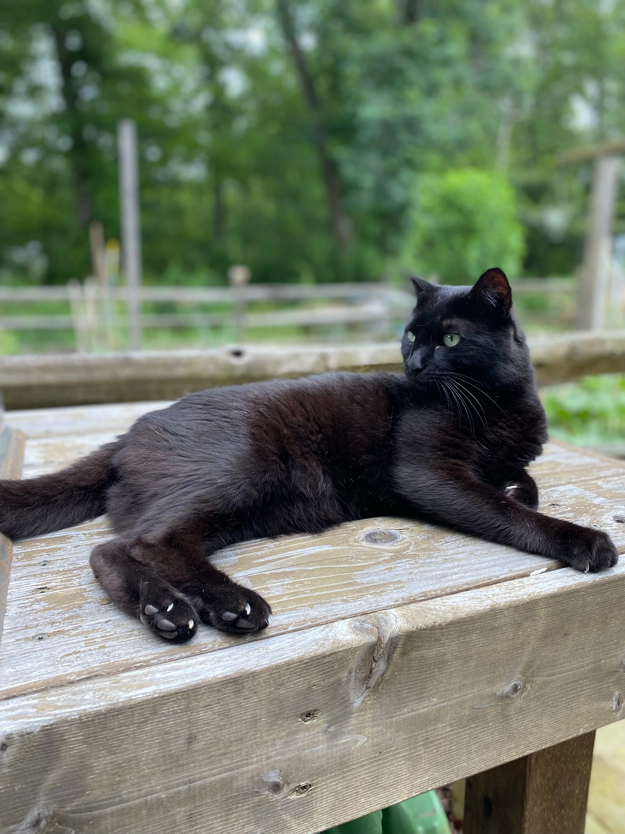 RISPCA Working Cats Program — RISPCA