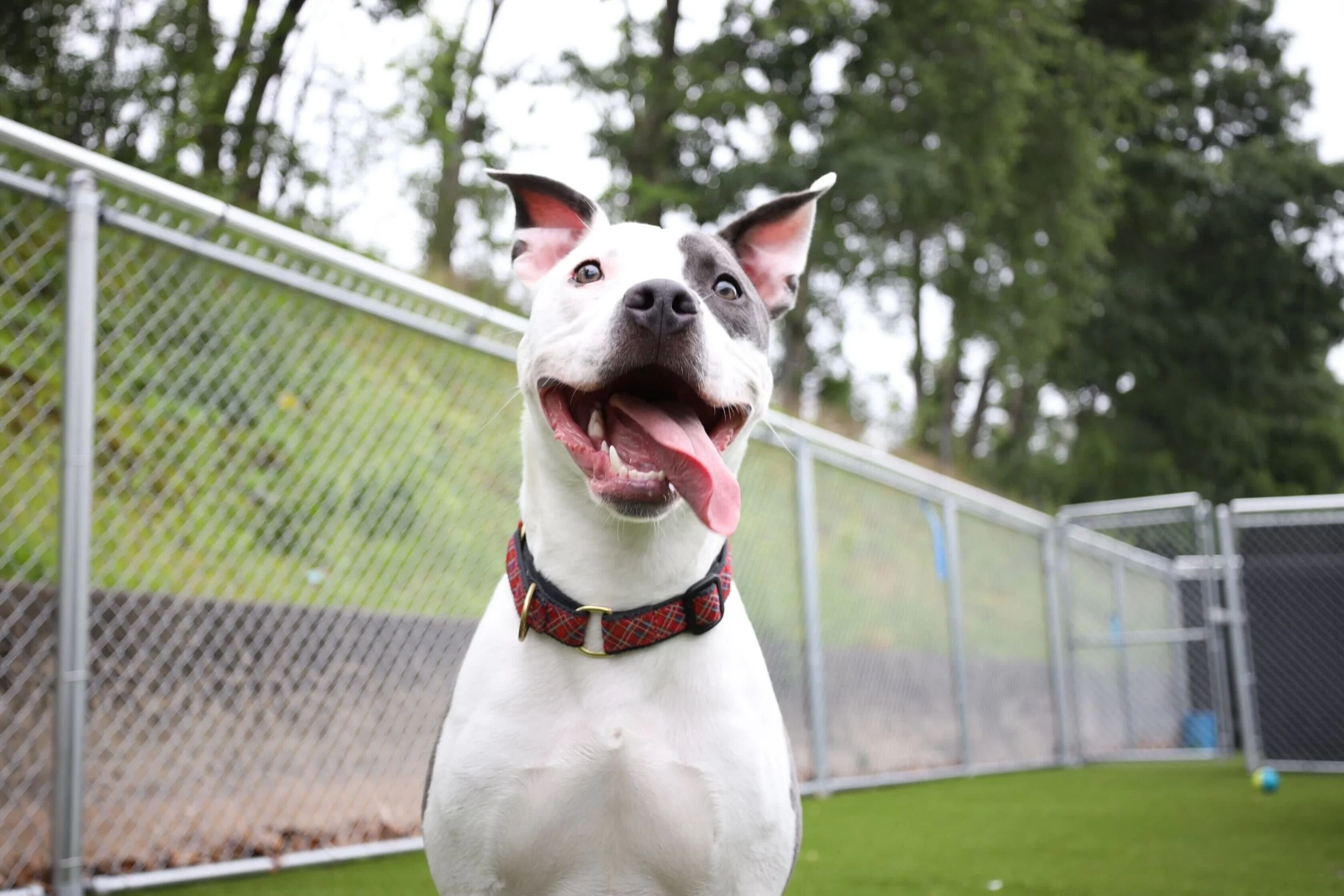 Adoptable Dogs — RISPCA