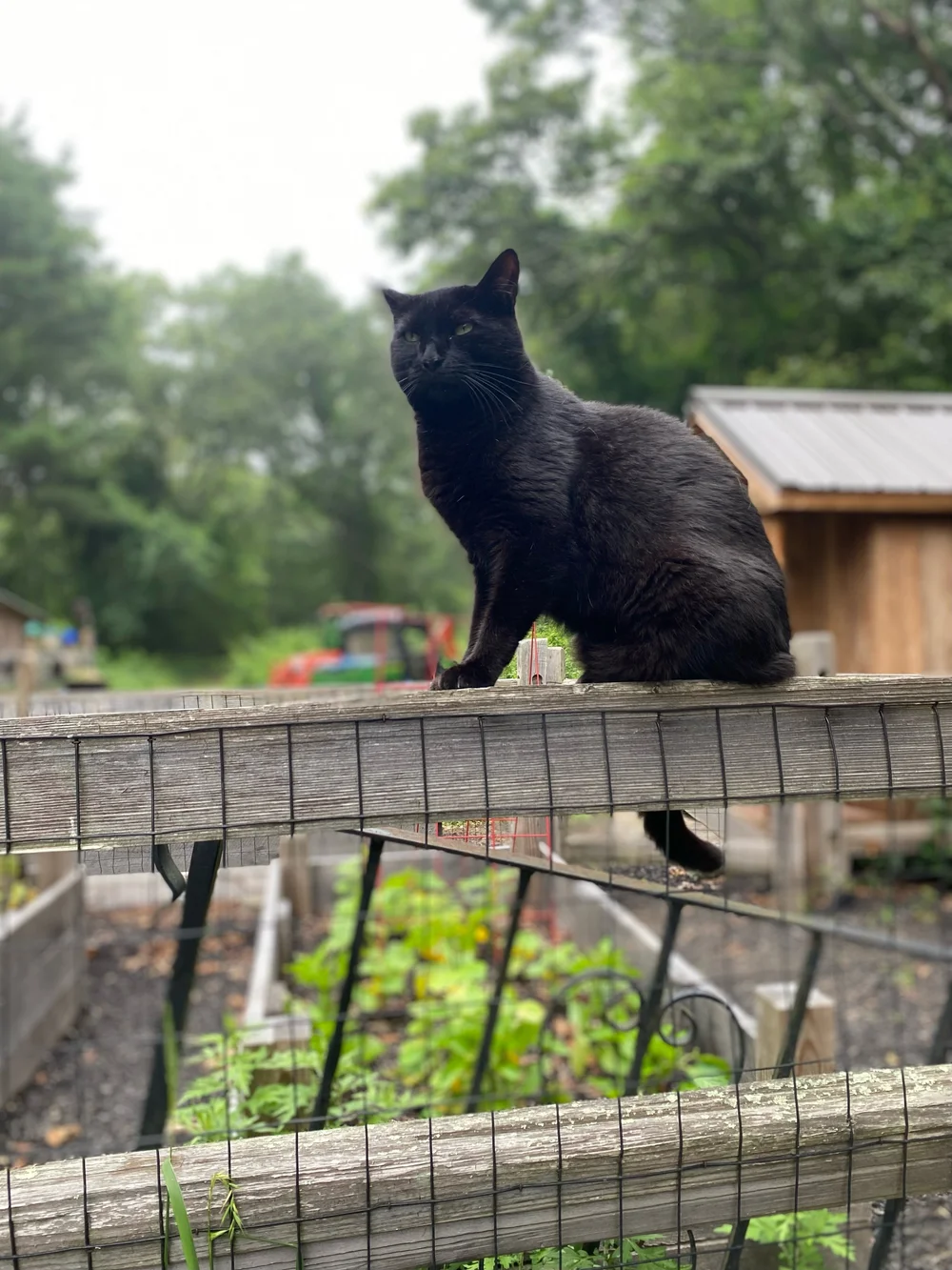 RISPCA Working Cats Program — RISPCA