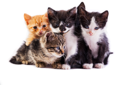 Humane Education — RISPCA