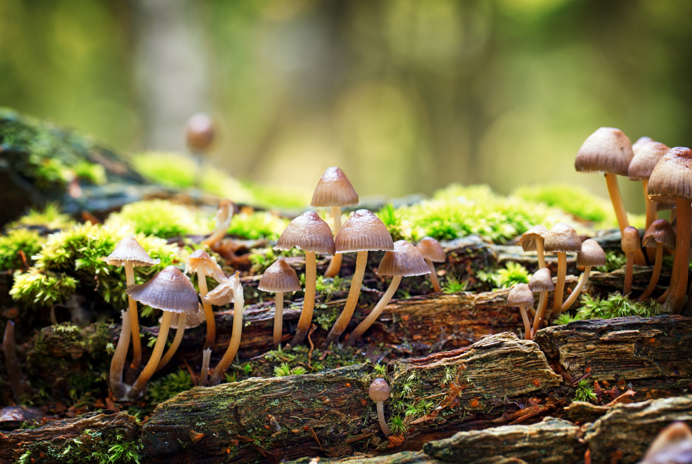 Farming Soil Fungi | Twala Farming