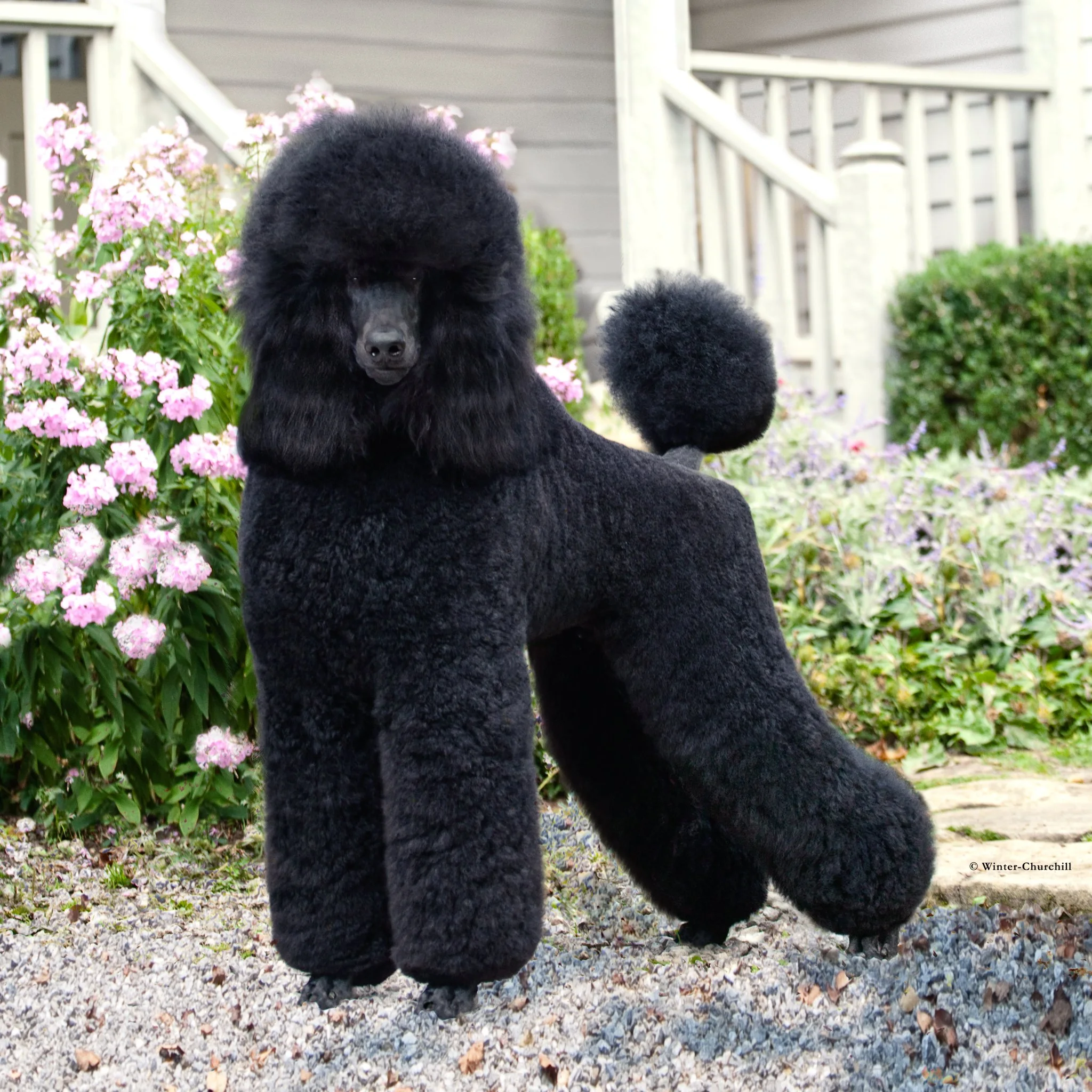 Our Poodles — Theory Standard Poodles