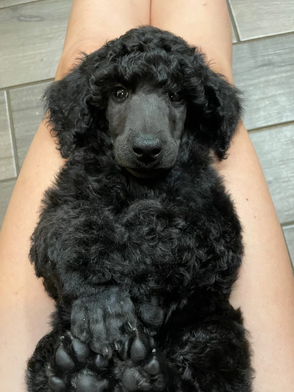 Health & Temperament — Theory Standard Poodles