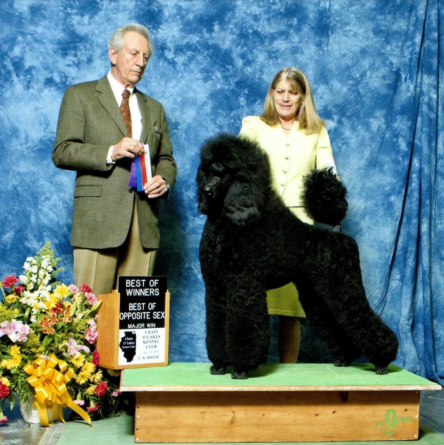 Our Poodles — Theory Standard Poodles