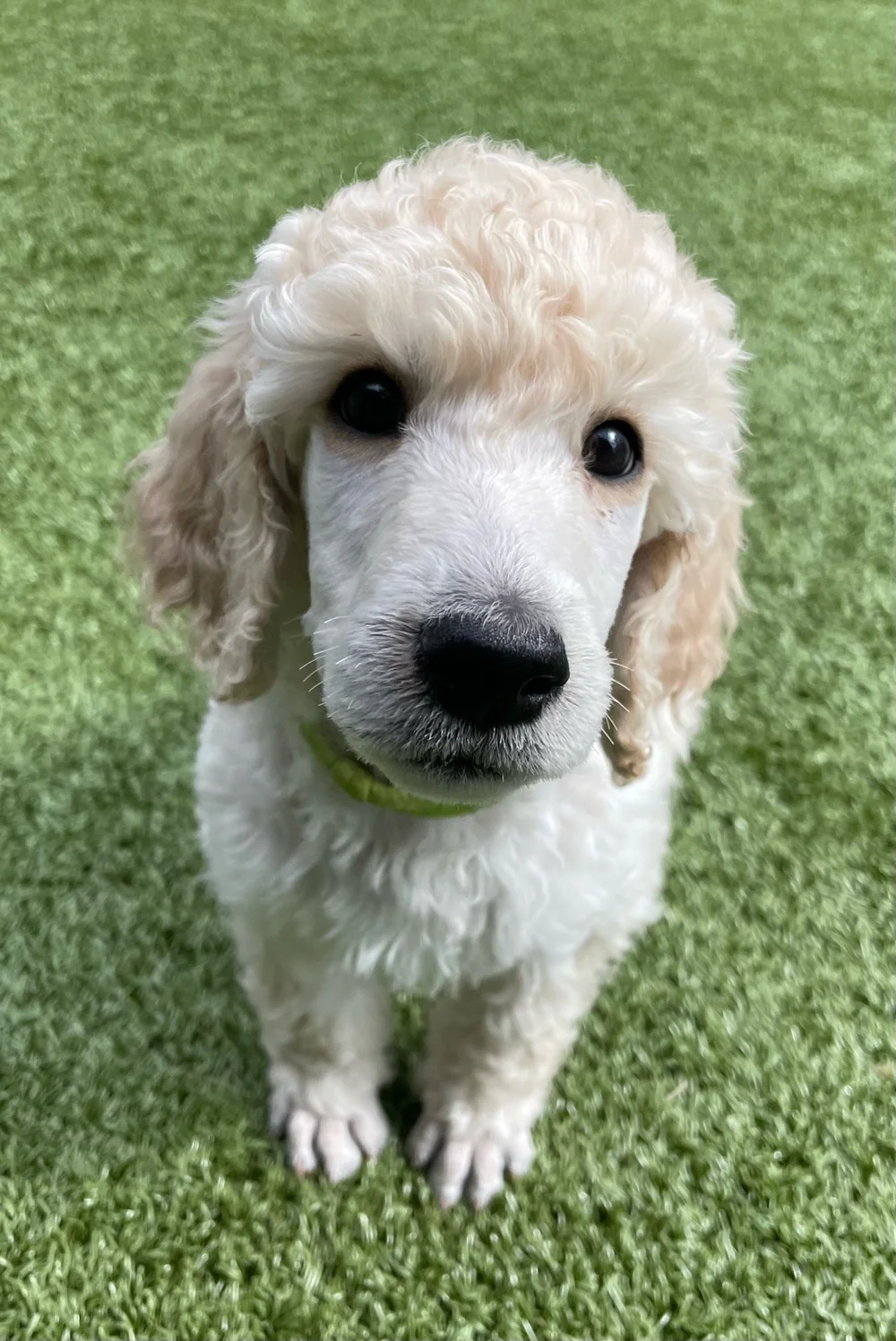 Health & Temperament — Theory Standard Poodles