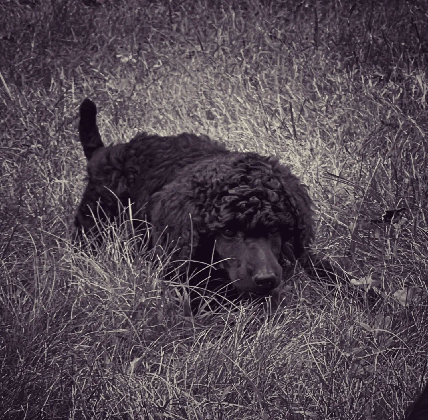 Puppies — Theory Standard Poodles