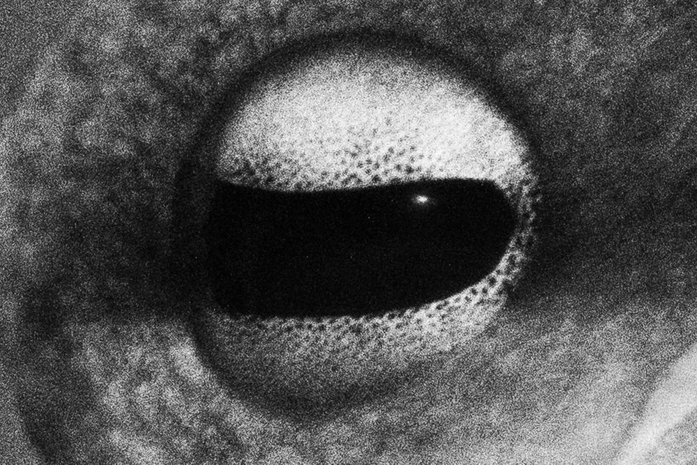 Belfast Photo Festival