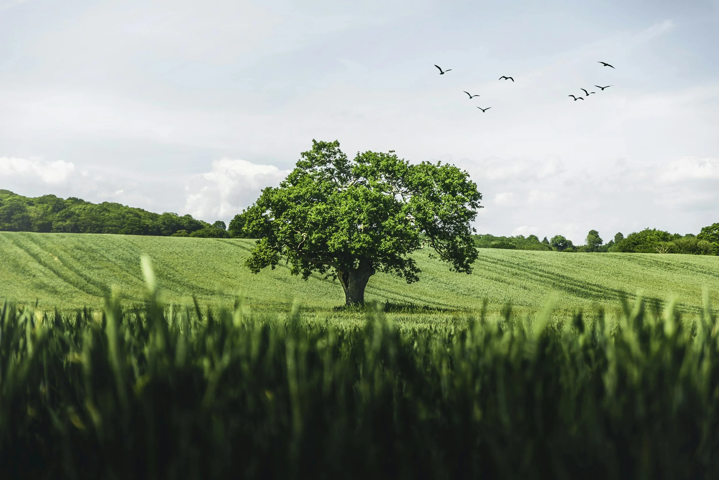 About Us — TerraGlen
