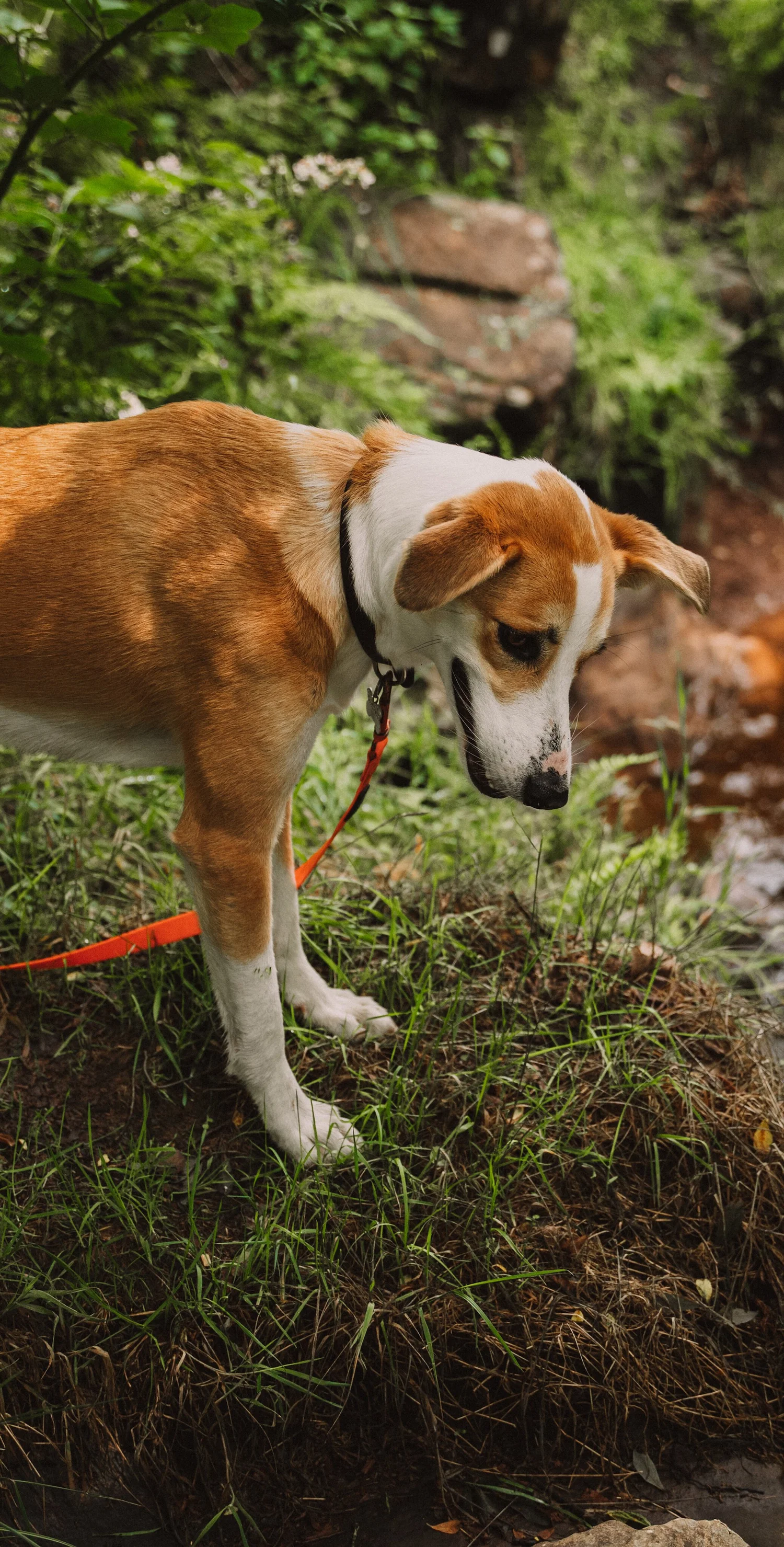 Garwnant, Brecon Beacons Visitor Centre