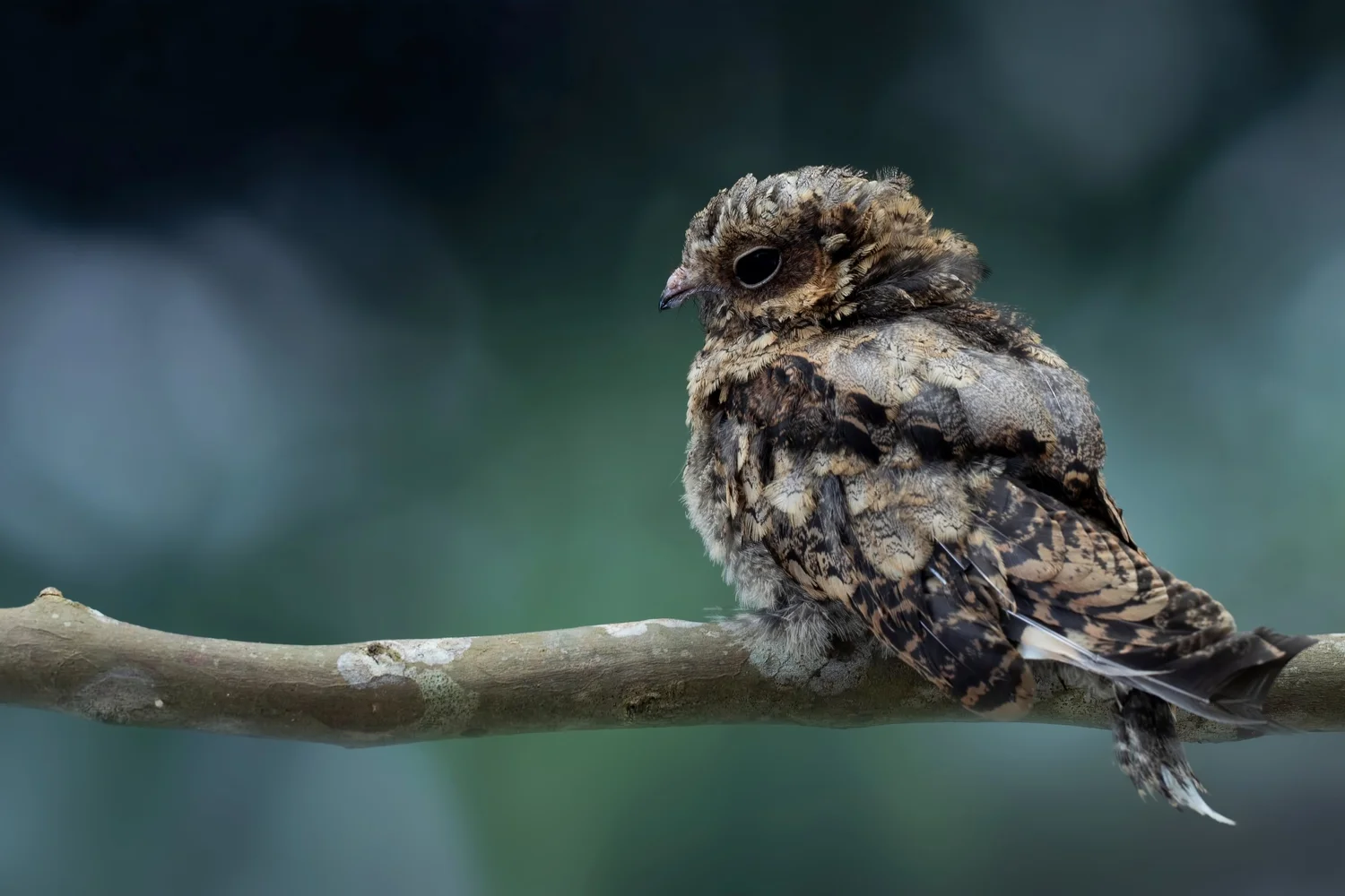 Garwnant, Brecon Beacons Visitor Centre