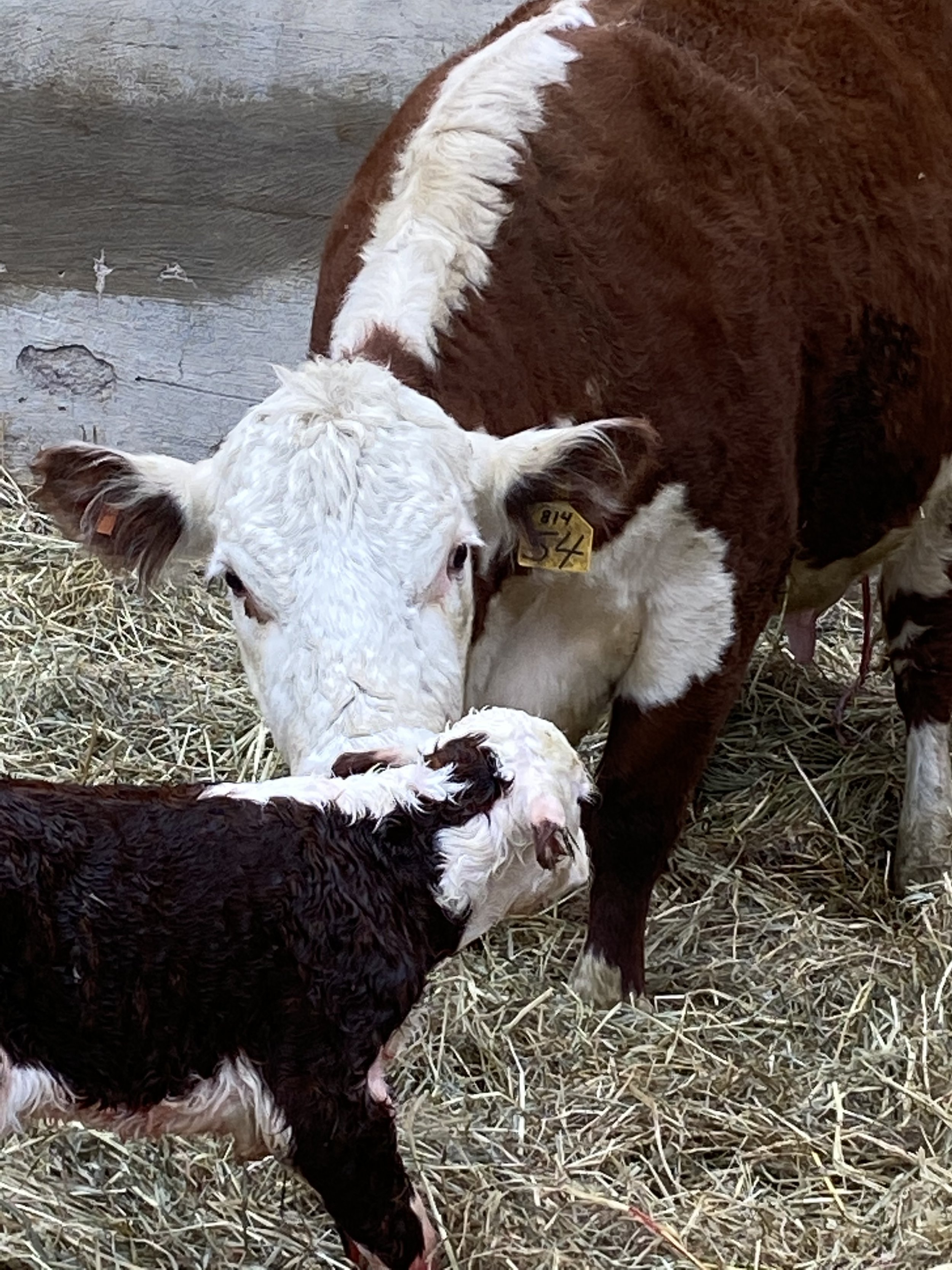 About — Schuette Family Farm