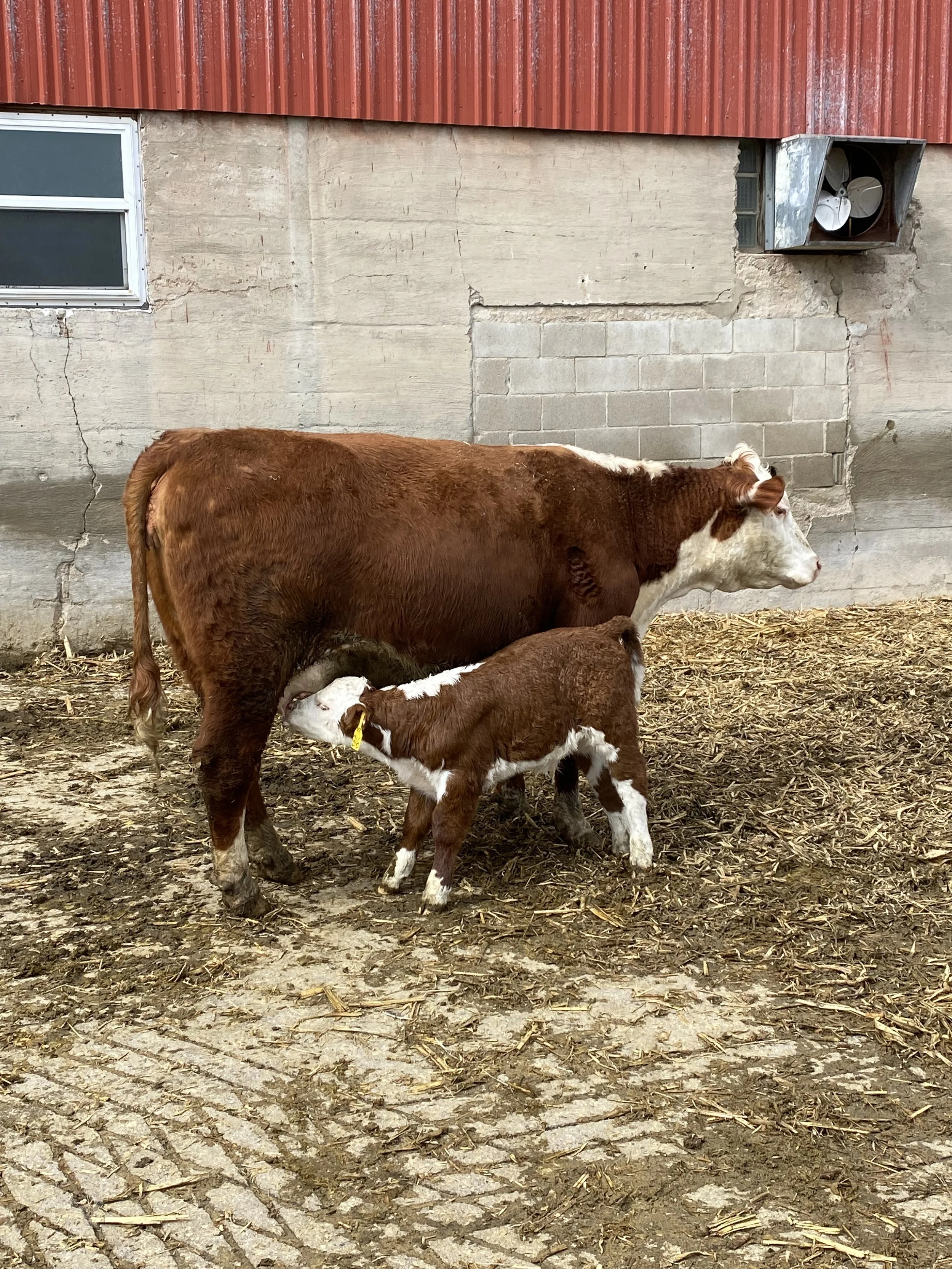 About — Schuette Family Farm