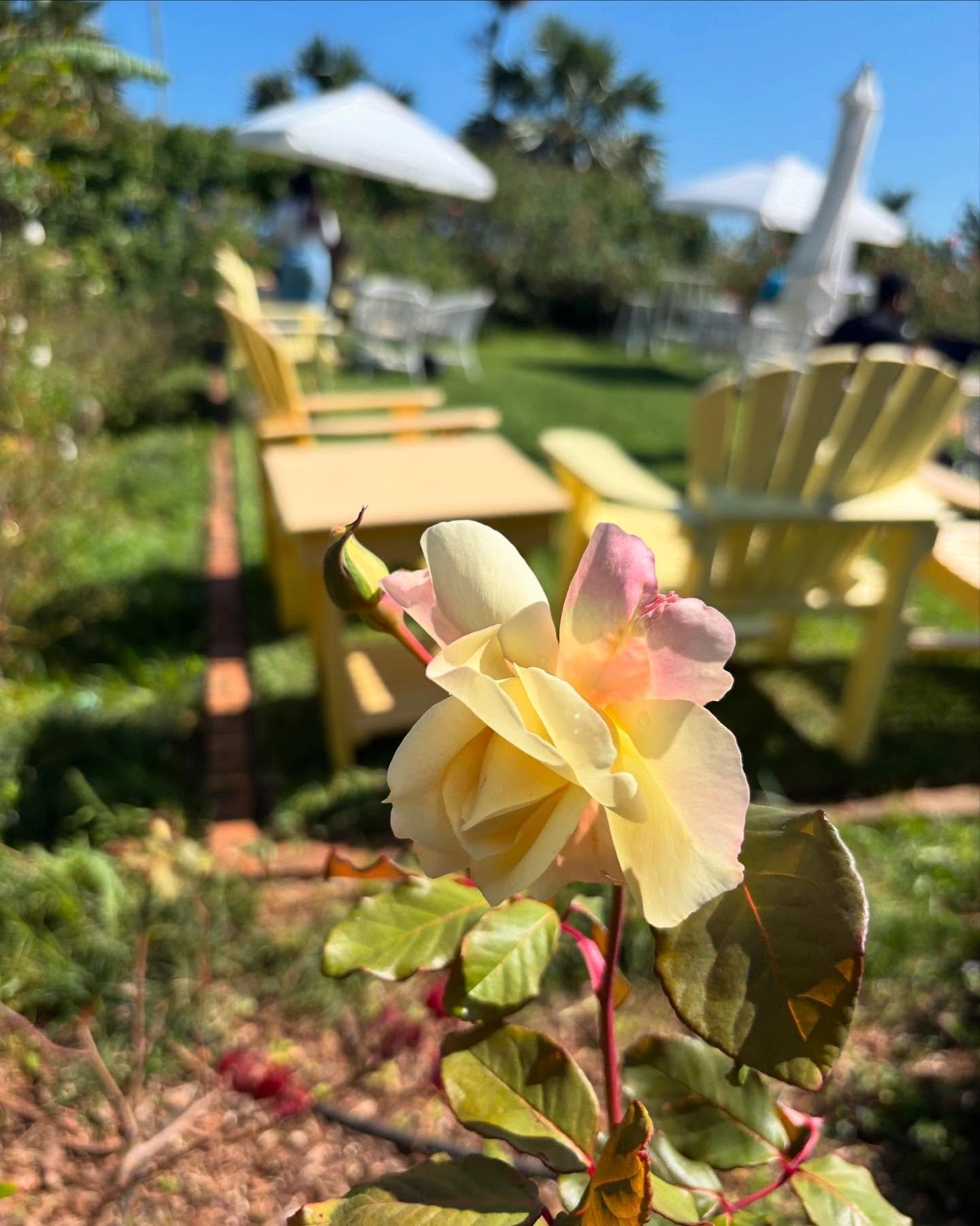 The Botanist Cafe & Garden Lounge | Bermuda | The Botanist