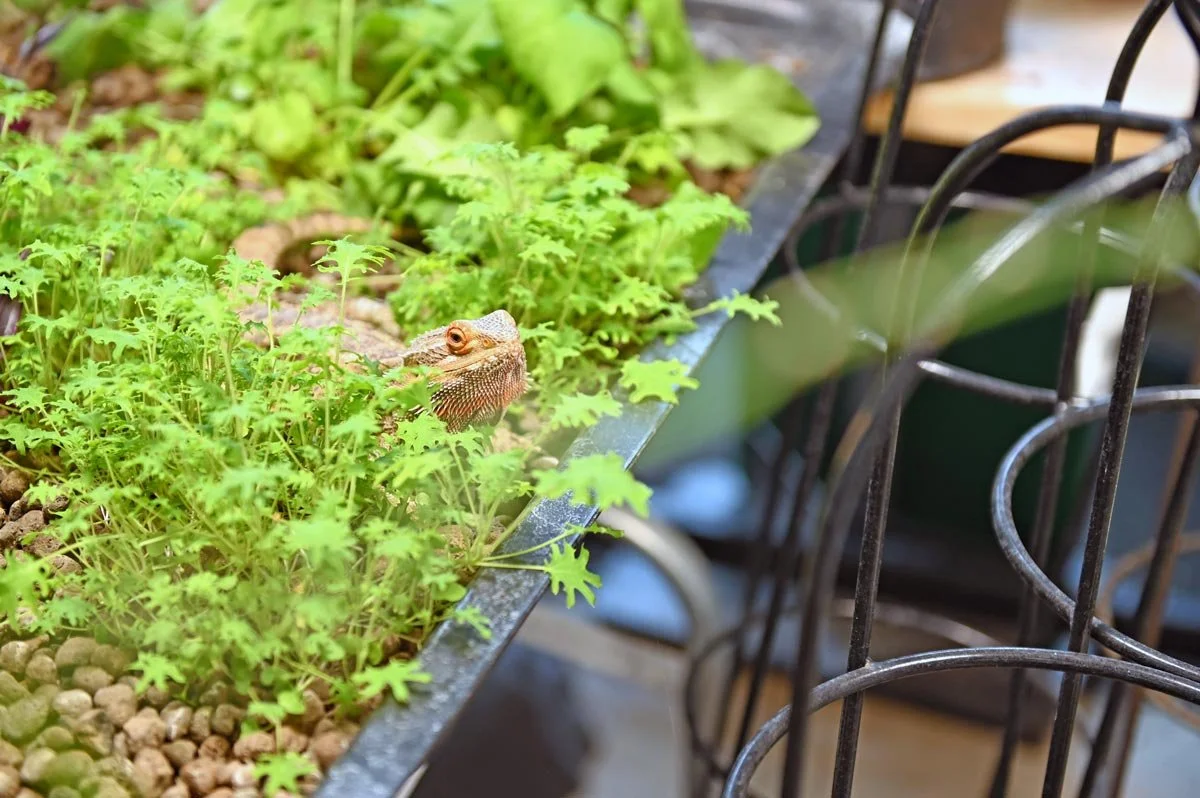 All Your Indoor Plant Desires & More — Rayne Gardens