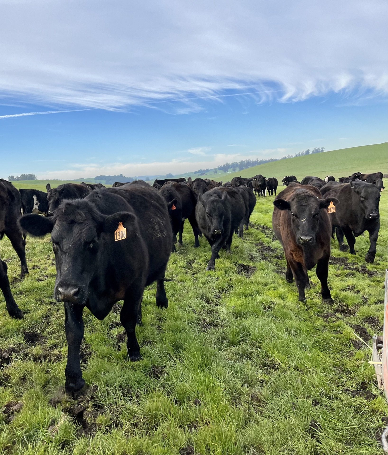 About | Multi-Generational Farm | Petaluma, CA — Triple C Ranch Meats