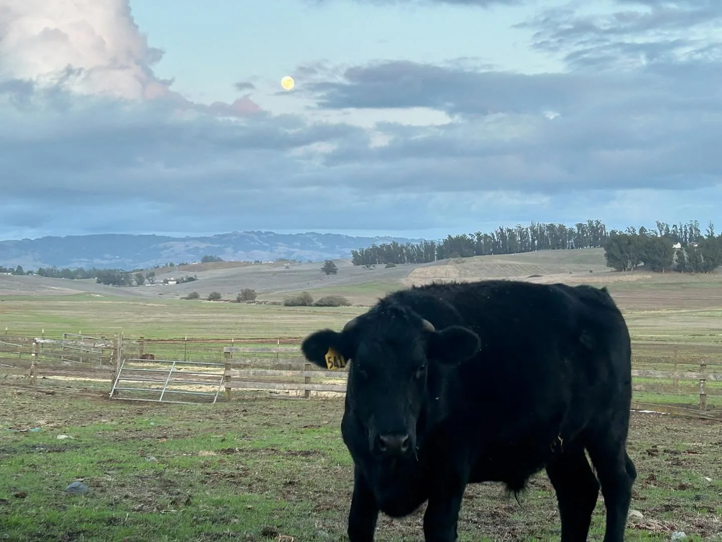 Triple C Ranch Meats | High Quality Beef | Pasture Raised | Dry-Aged ...