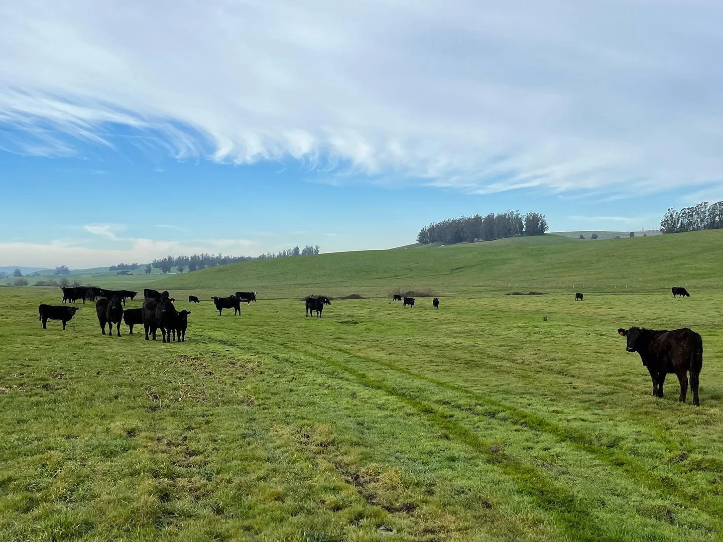 FAQs | Explore Our FAQs Today — Triple C Ranch Meats