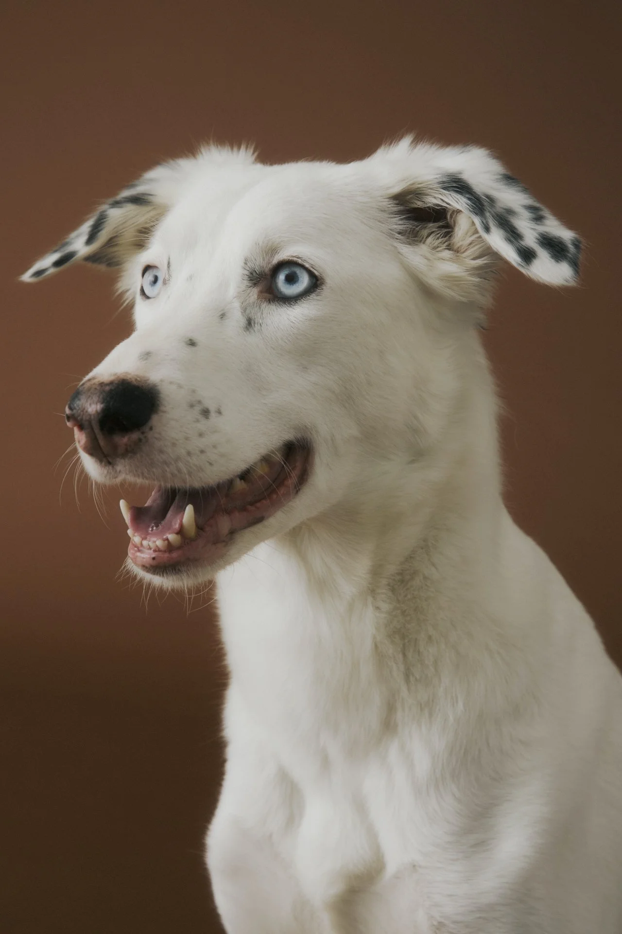 Full Service Animal Hospital | NYC Veterinarian — ABC Animal Hospital