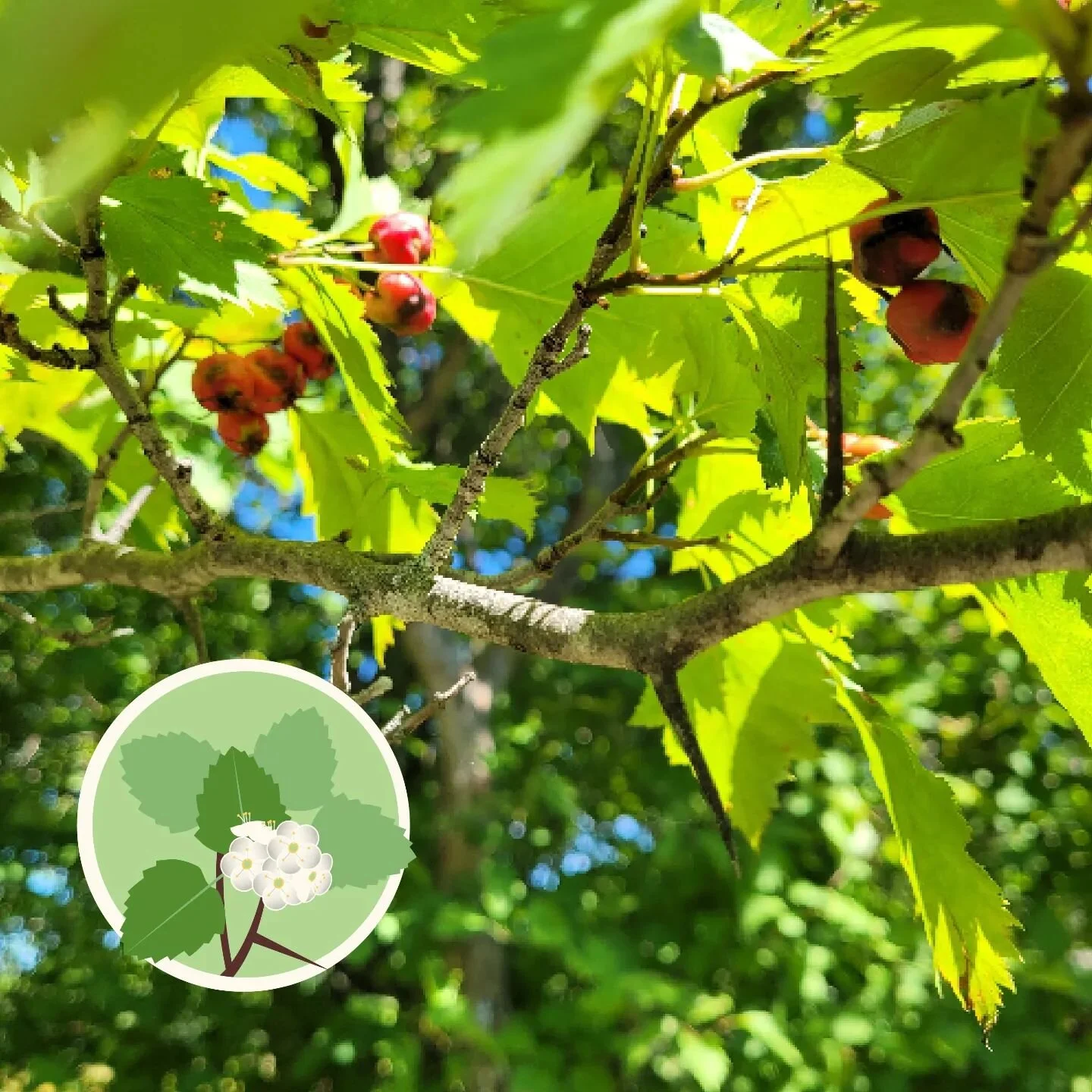 Home — Projet Amélanchier