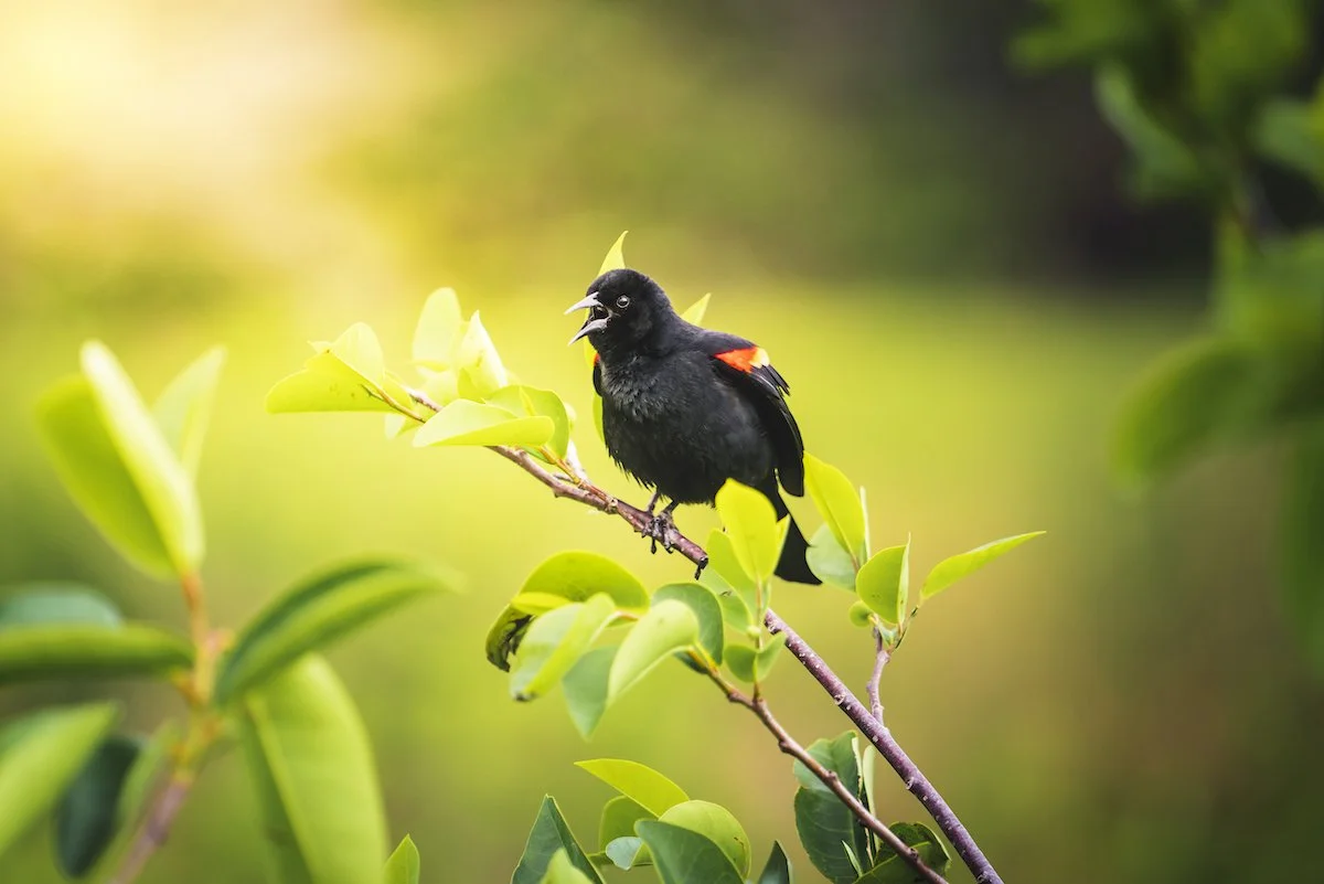 Birding Extravaganza - TBD — Anthony Sleiman
