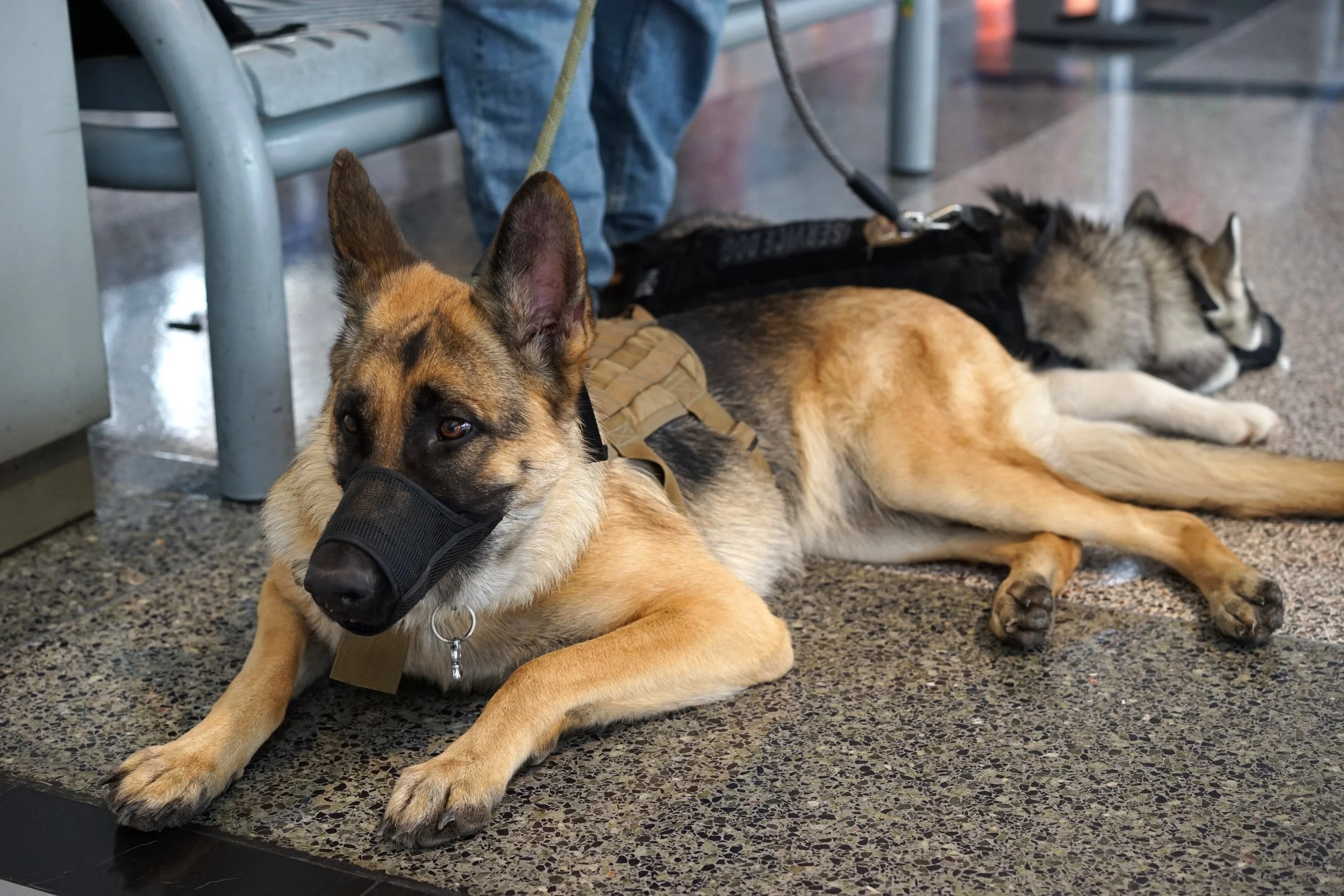 Saving Grace Service Dogs of Arkansas