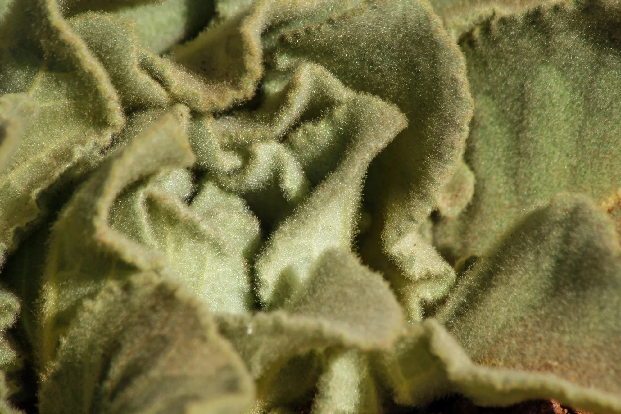 Plant Life — Matthew Guinn Photography