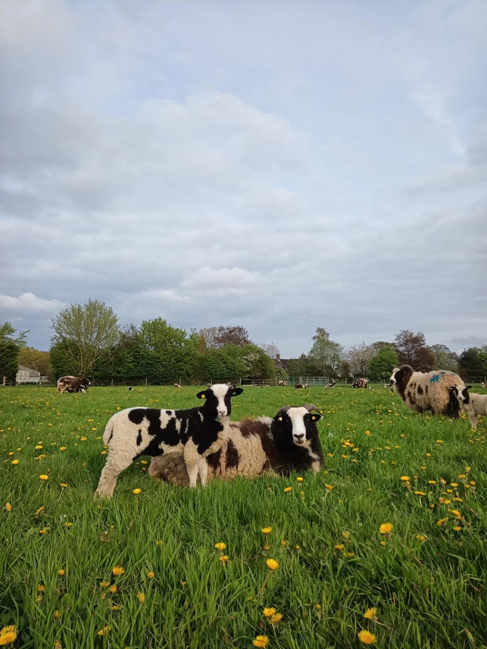 Our Story — Stowe Heights Farm