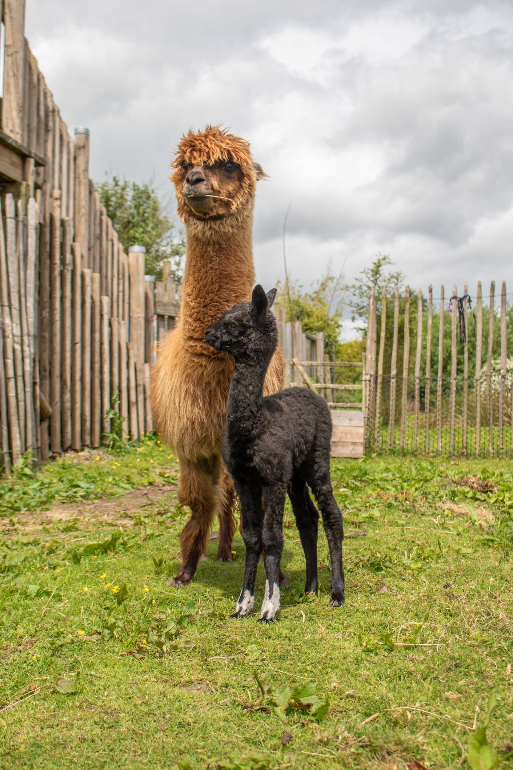 Walk with Penguins — Peak Wildlife Park