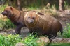 Bush dog — Peak Wildlife Park
