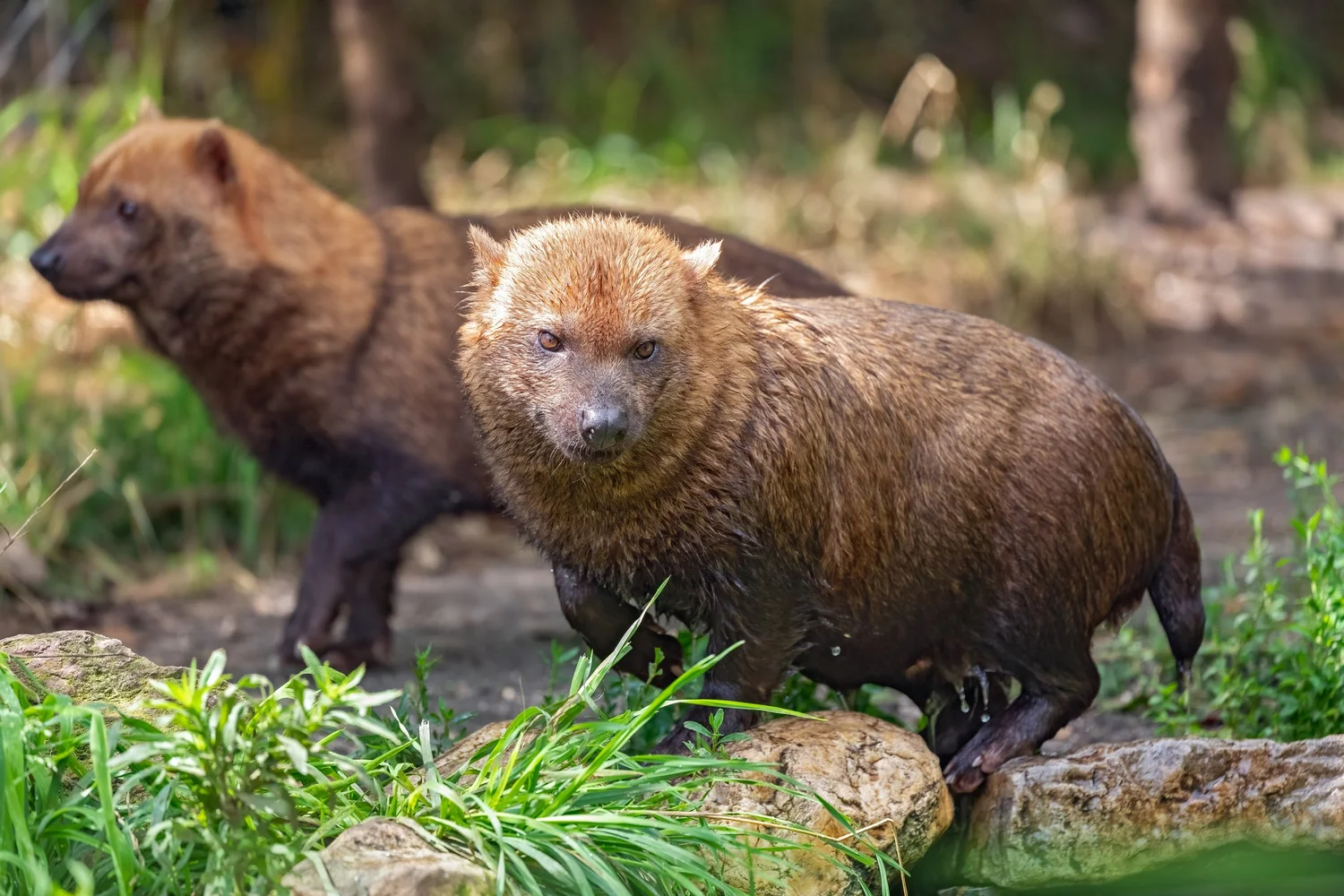Bush dog — Peak Wildlife Park