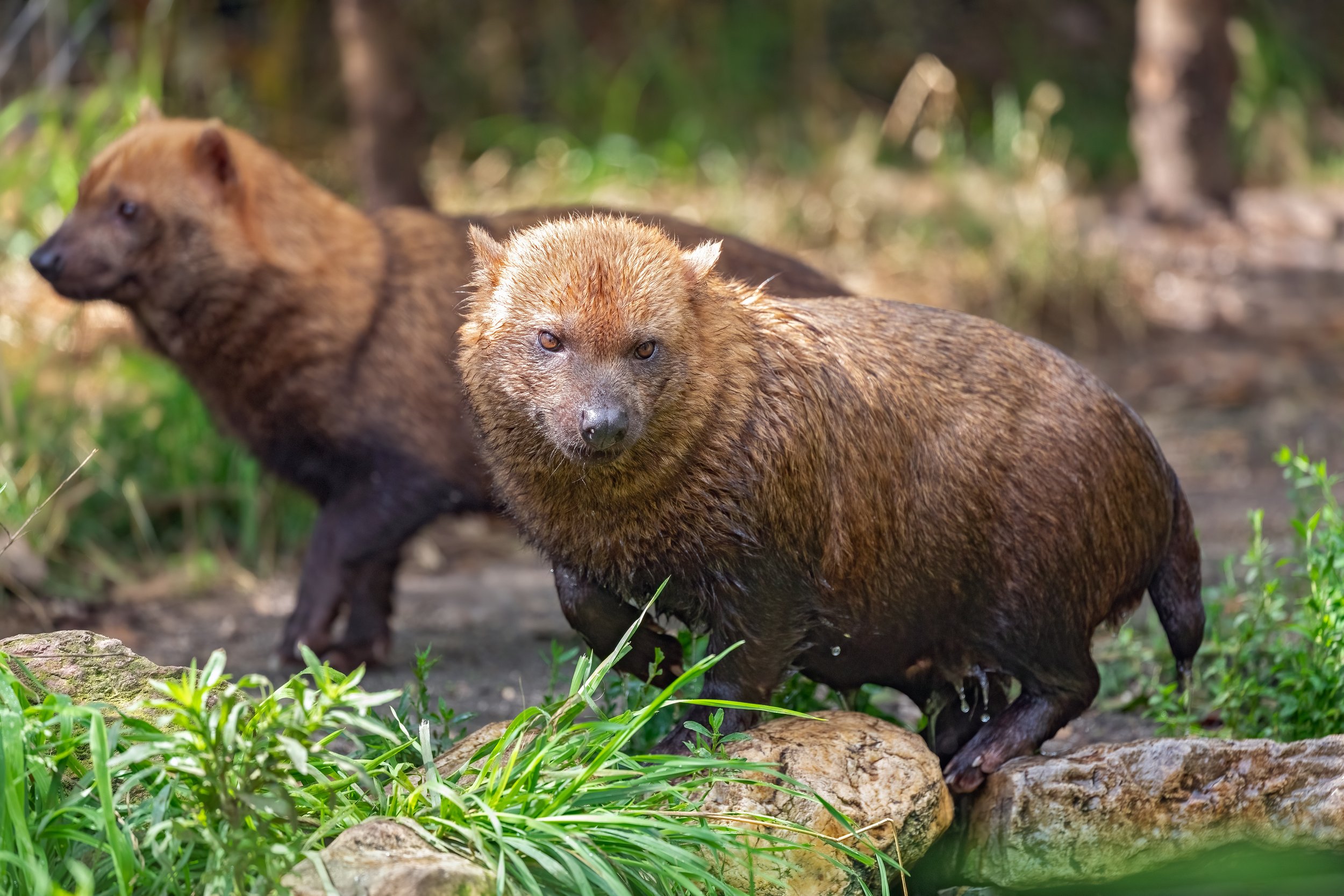 Bush dog — Peak Wildlife Park