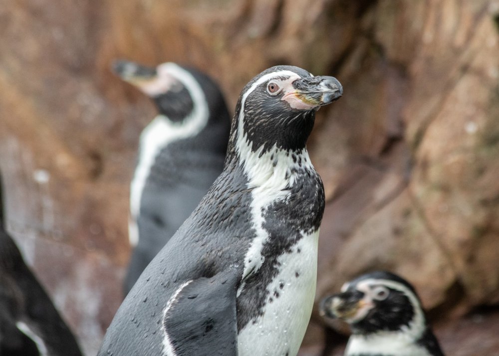 Walk with Penguins — Peak Wildlife Park