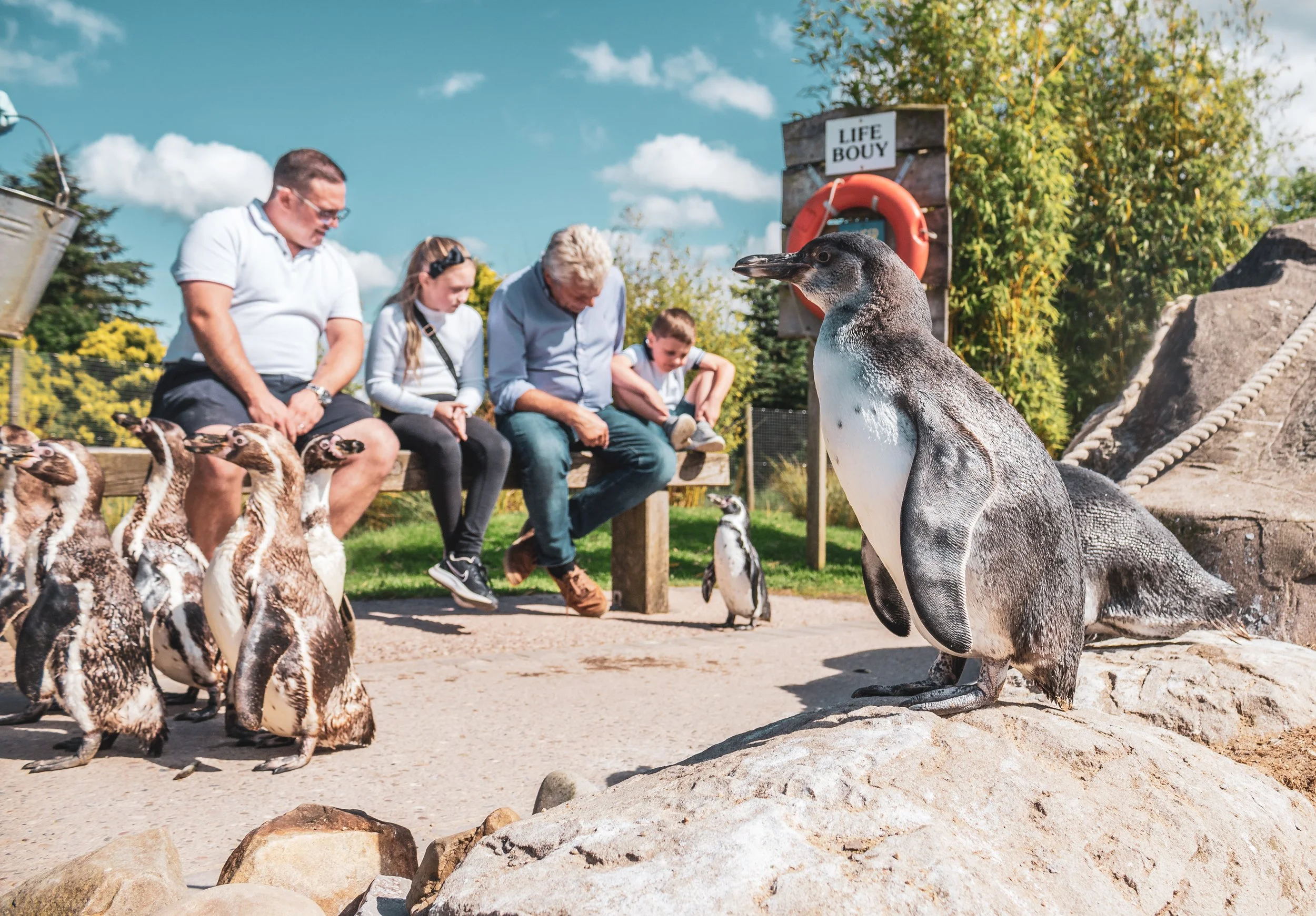 Walk with Penguins — Peak Wildlife Park